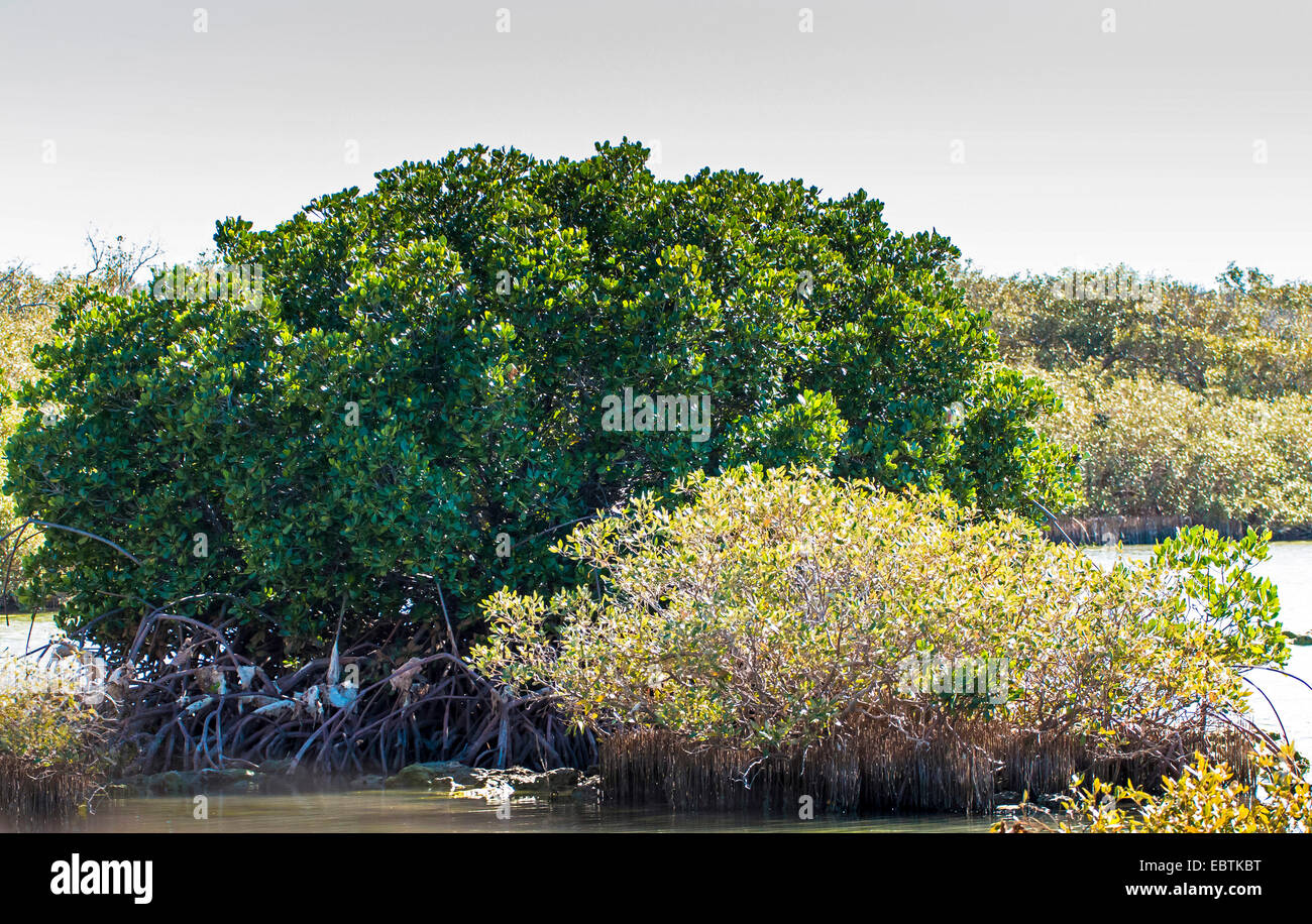 Mangrove seashore ecology park hi-res stock photography and images - Alamy