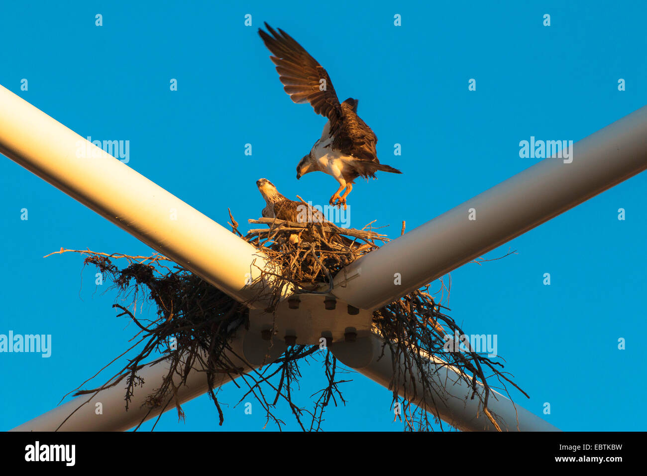 Eastern osprey (Pandion cristatus), Eastern osprey nesting on a bridge ...
