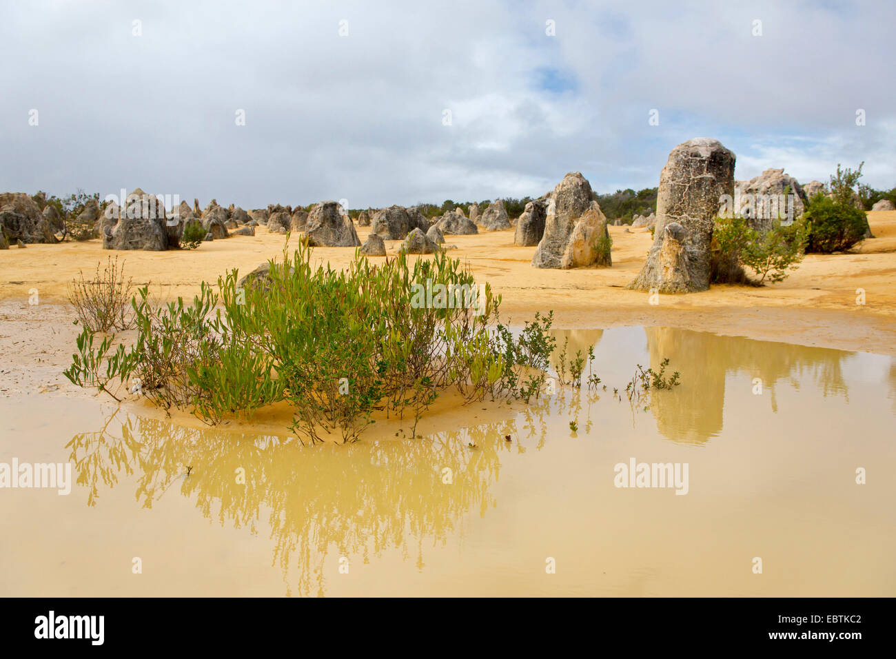 puddle and Pinnacles in Nambung National Park, Australia, Western ...