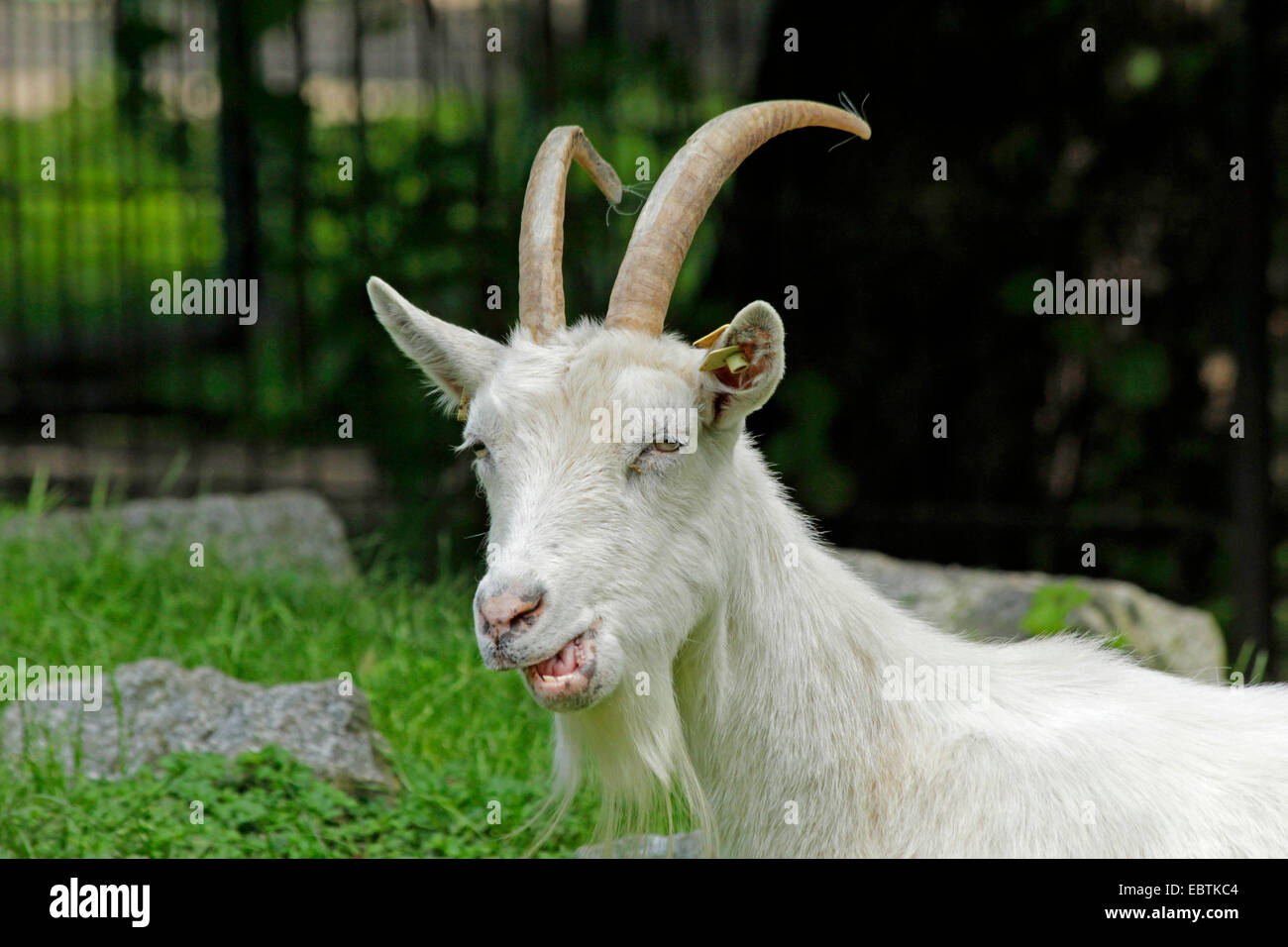 Jaemtland goat (Capra hircus, Capra aegagrus f. hircus), he-goat ...
