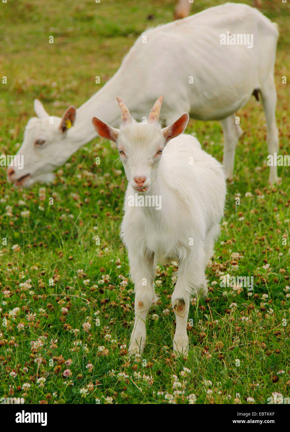 domestic goat, Weisse Deutsche Edelziege, White German Goat (Capra ...