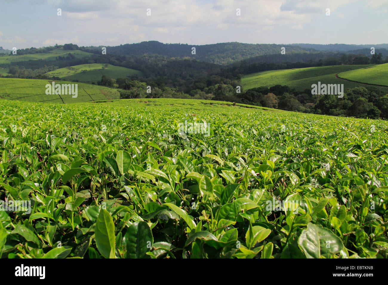 Tea Thea Sinensis Camellia Plant High Resolution Stock Photography and ...