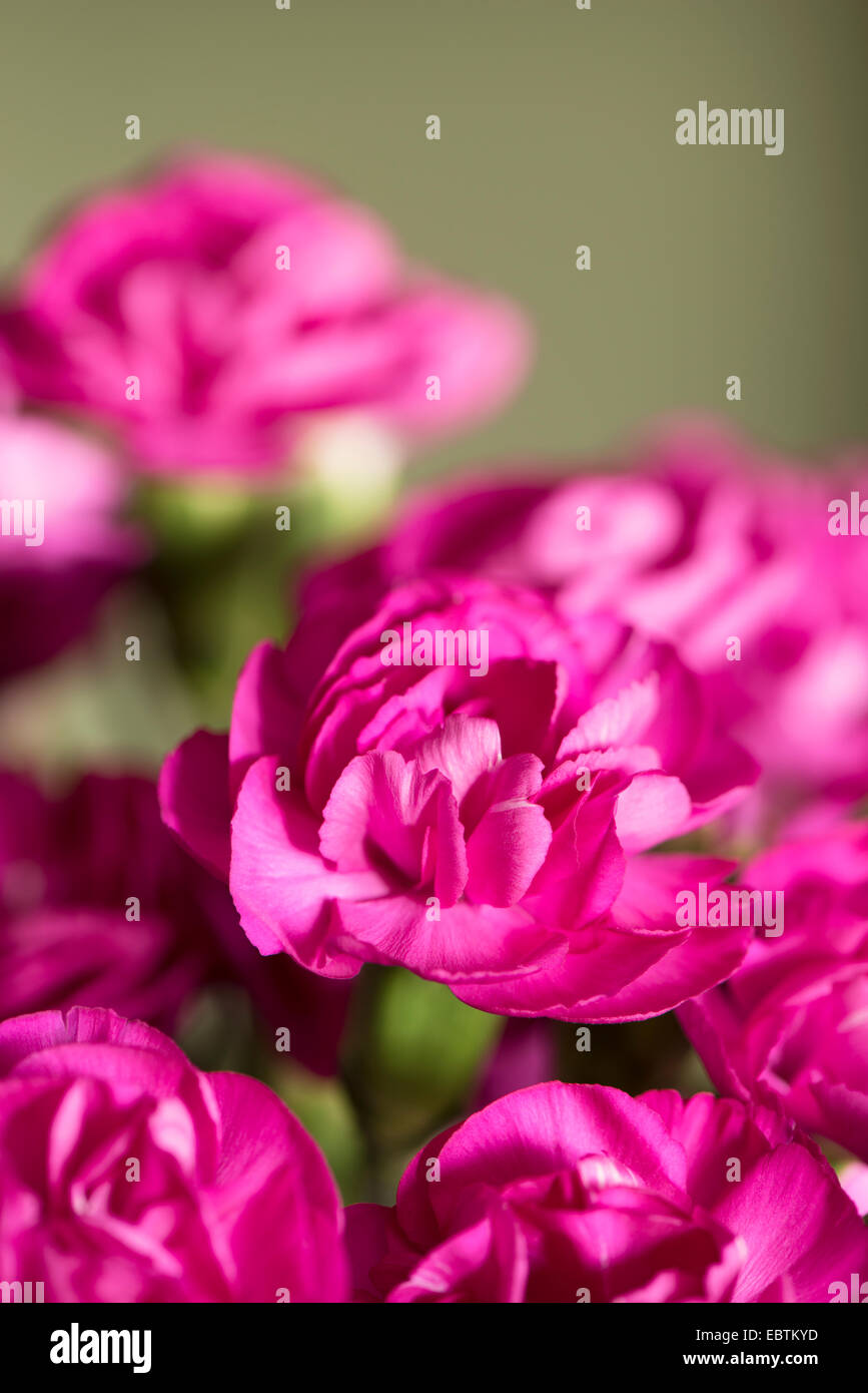 Close up of a bunch of deep pink Carnations, Dianthus caryophyllus ...