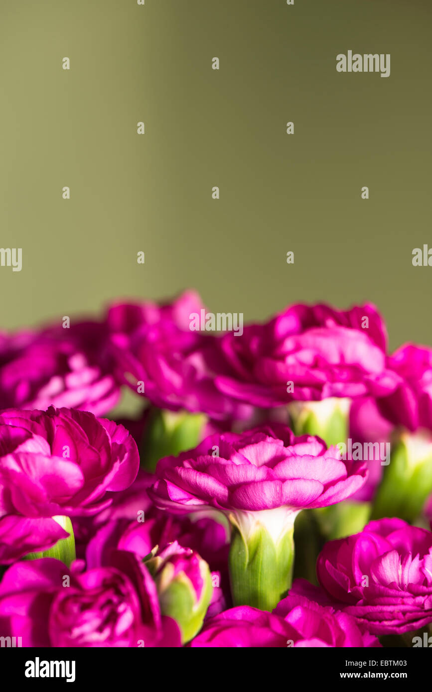 Carnation cluster hi-res stock photography and images - Alamy
