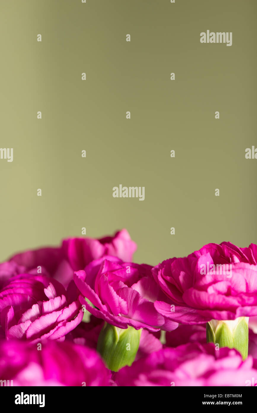 Close up of a bunch of deep pink Carnations, Dianthus caryophyllus ...