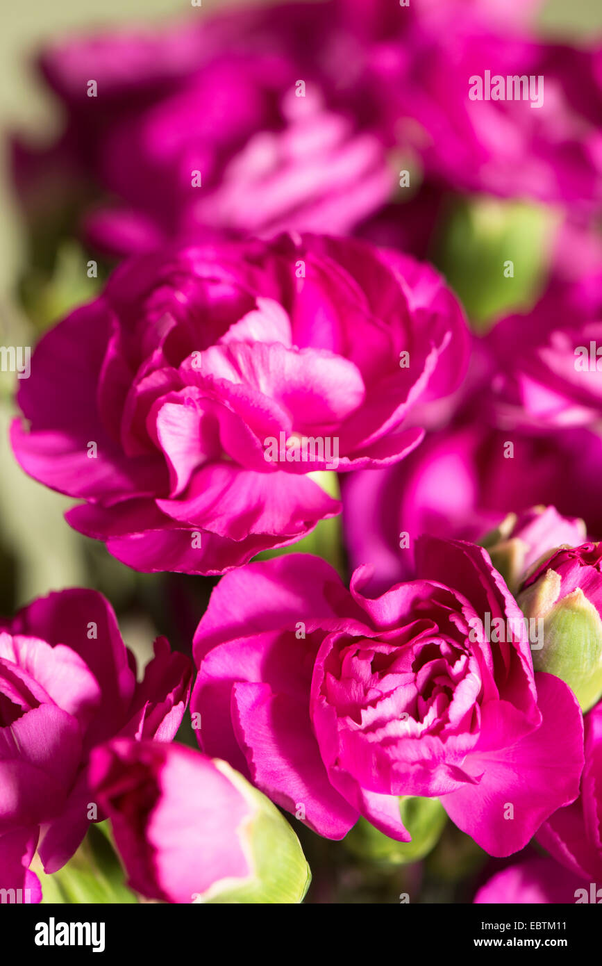 Deep pink dianthus flower hi-res stock photography and images - Alamy