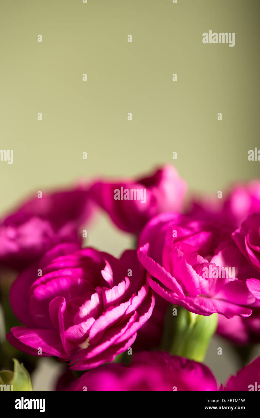 Close up of a bunch of deep pink Carnations, Dianthus caryophyllus ...