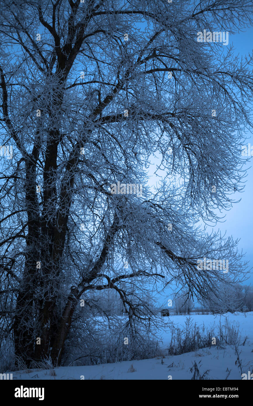 Beautiful winter landscape with snow covered tree Stock Photo - Alamy
