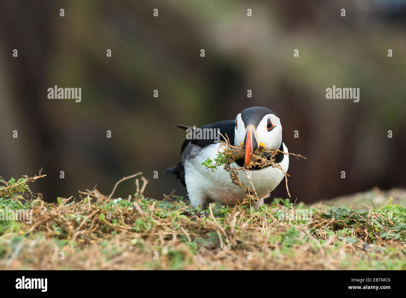 Puffin, Fratercula arctica, gathering nesting material for a burrow ...