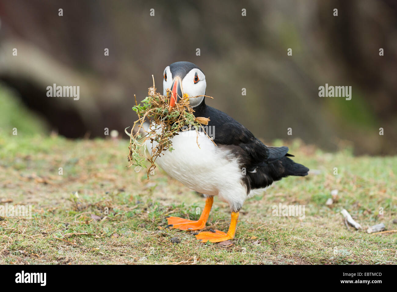 Atlantic puffin gathering nesting material hi-res stock photography and ...