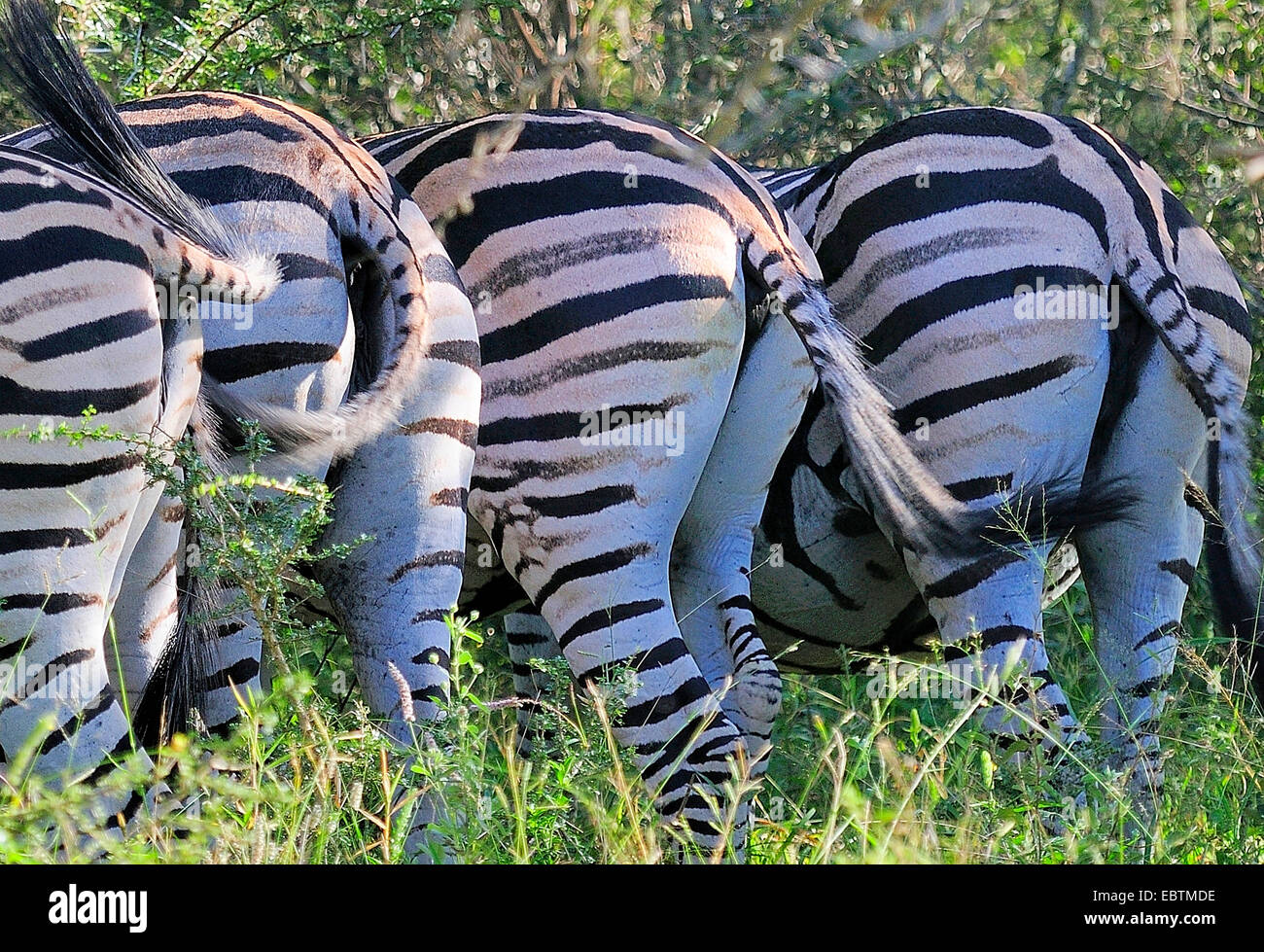 Zebras from behind hi-res stock photography and images - Alamy