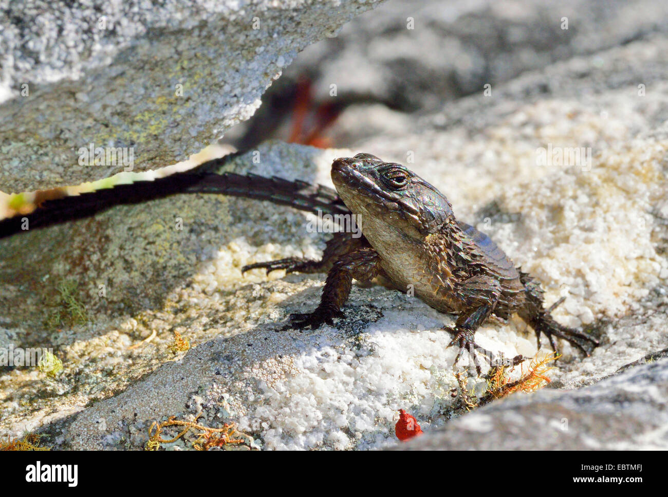Black girdled lizard (Cordylus niger), on boulder, South Africa, Table ...