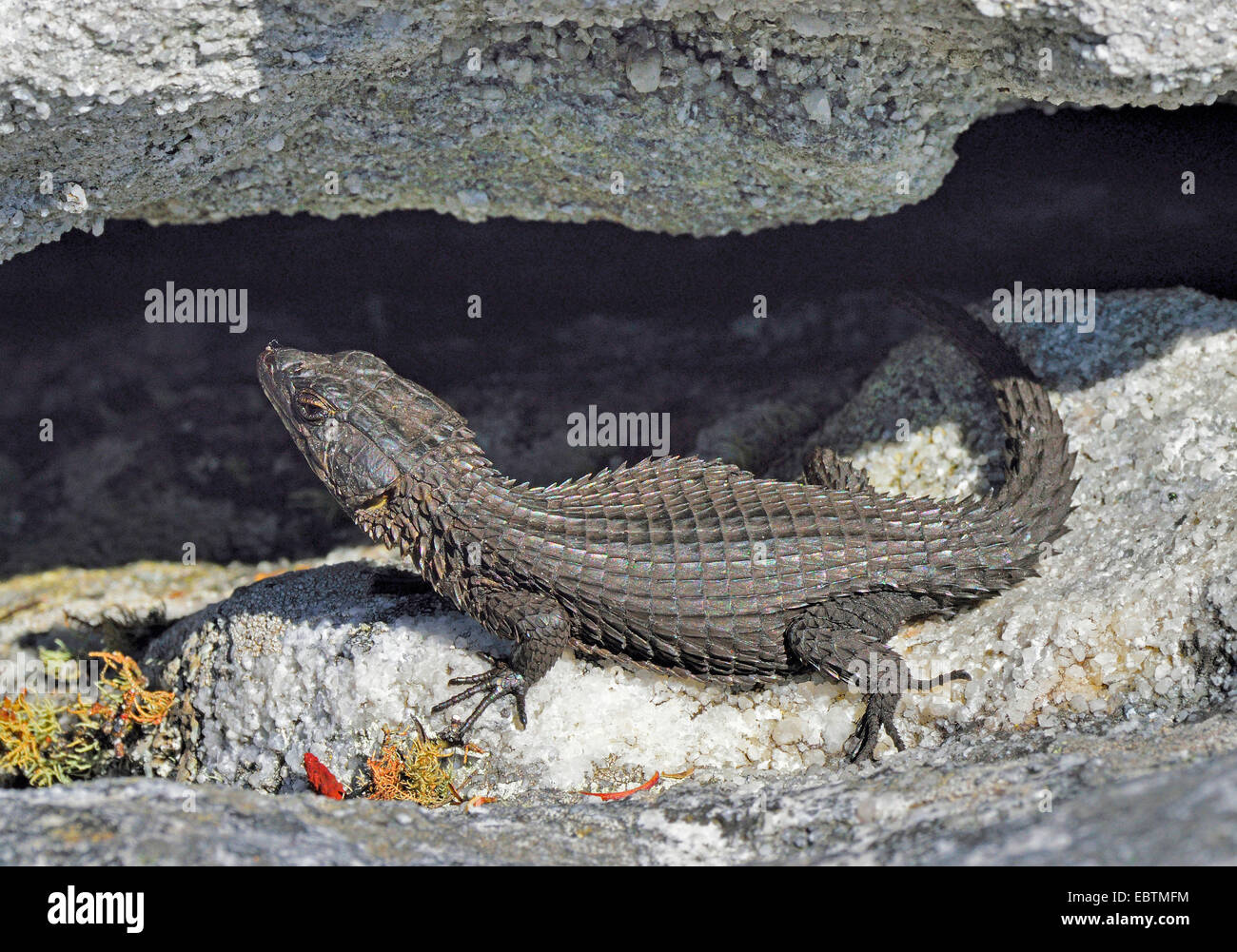 Black girdled lizard (Cordylus niger), on boulder, South Africa, Table ...
