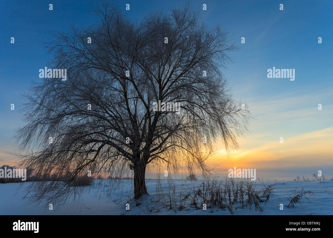 Beautiful winter landscape with snow covered tree Stock Photo - Alamy