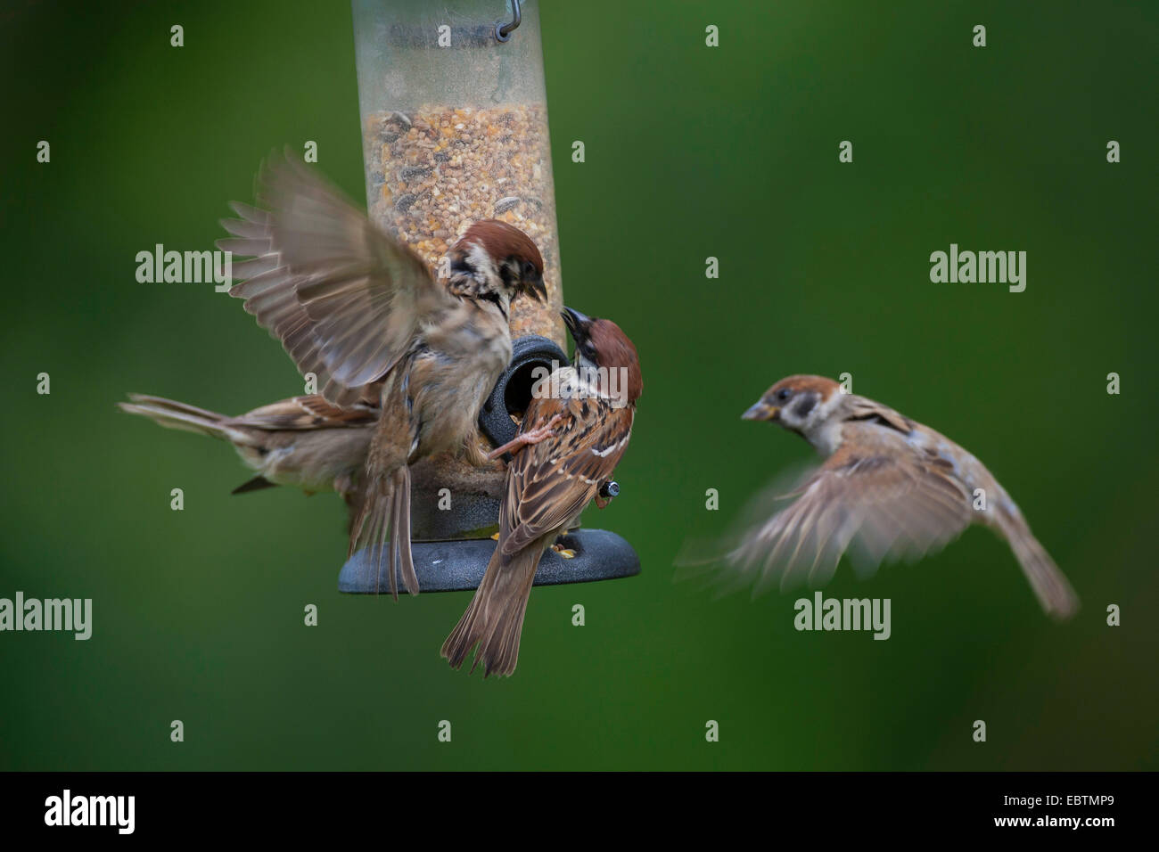 Eurasian tree sparrow close up hi-res stock photography and images - Alamy