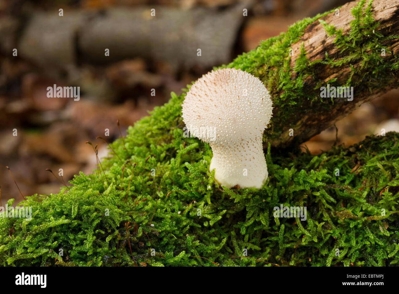 Common puffball, Warted puffball, Gem-studded puffball, Devil's snuff ...