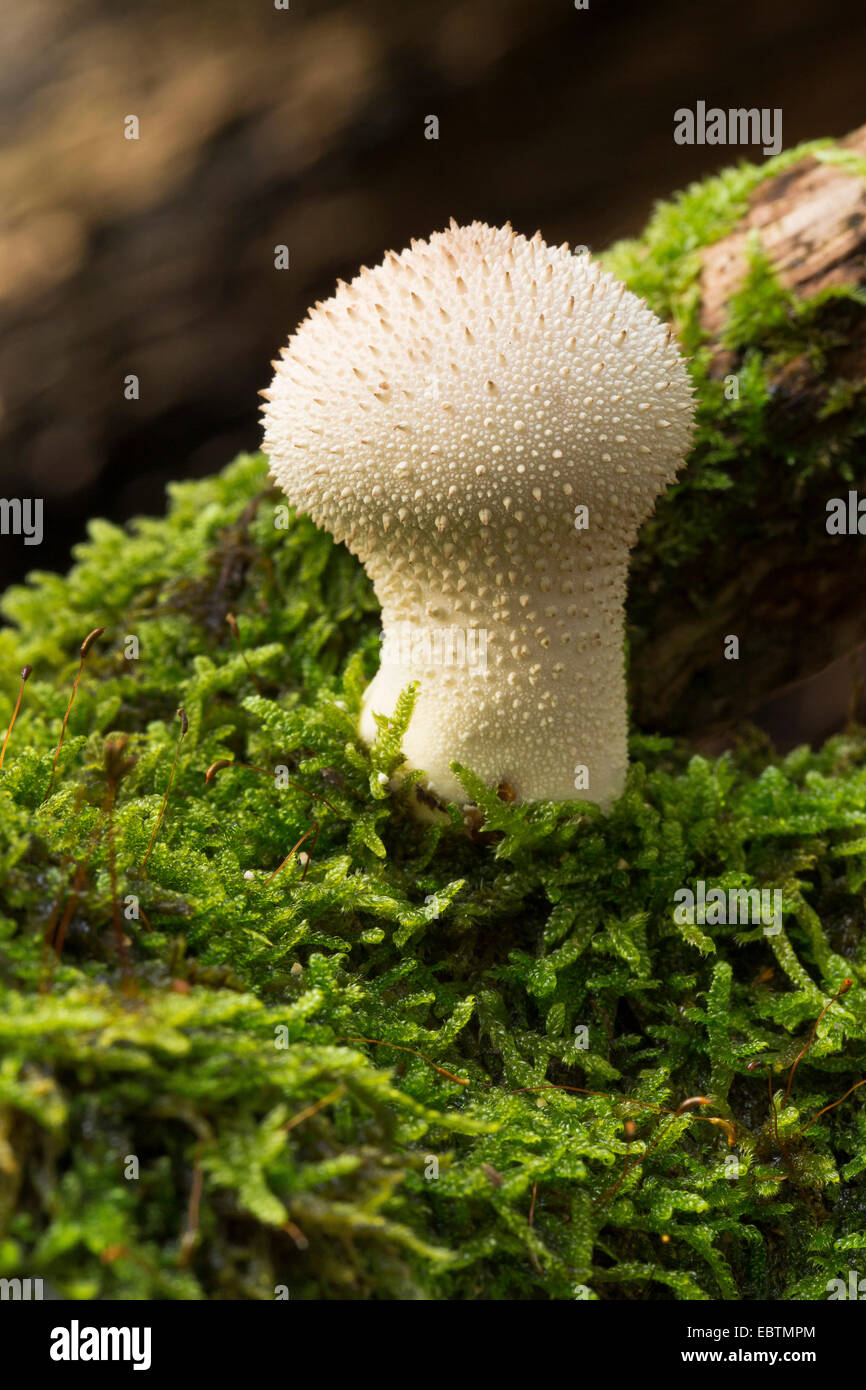 Devils snuff boxes hi-res stock photography and images - Alamy