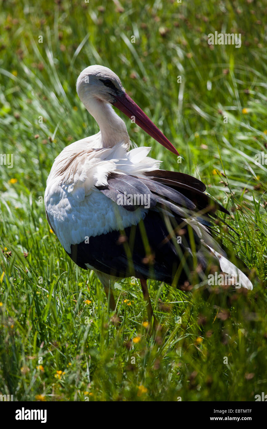 white stork resting in the grass Stock Photo - Alamy
