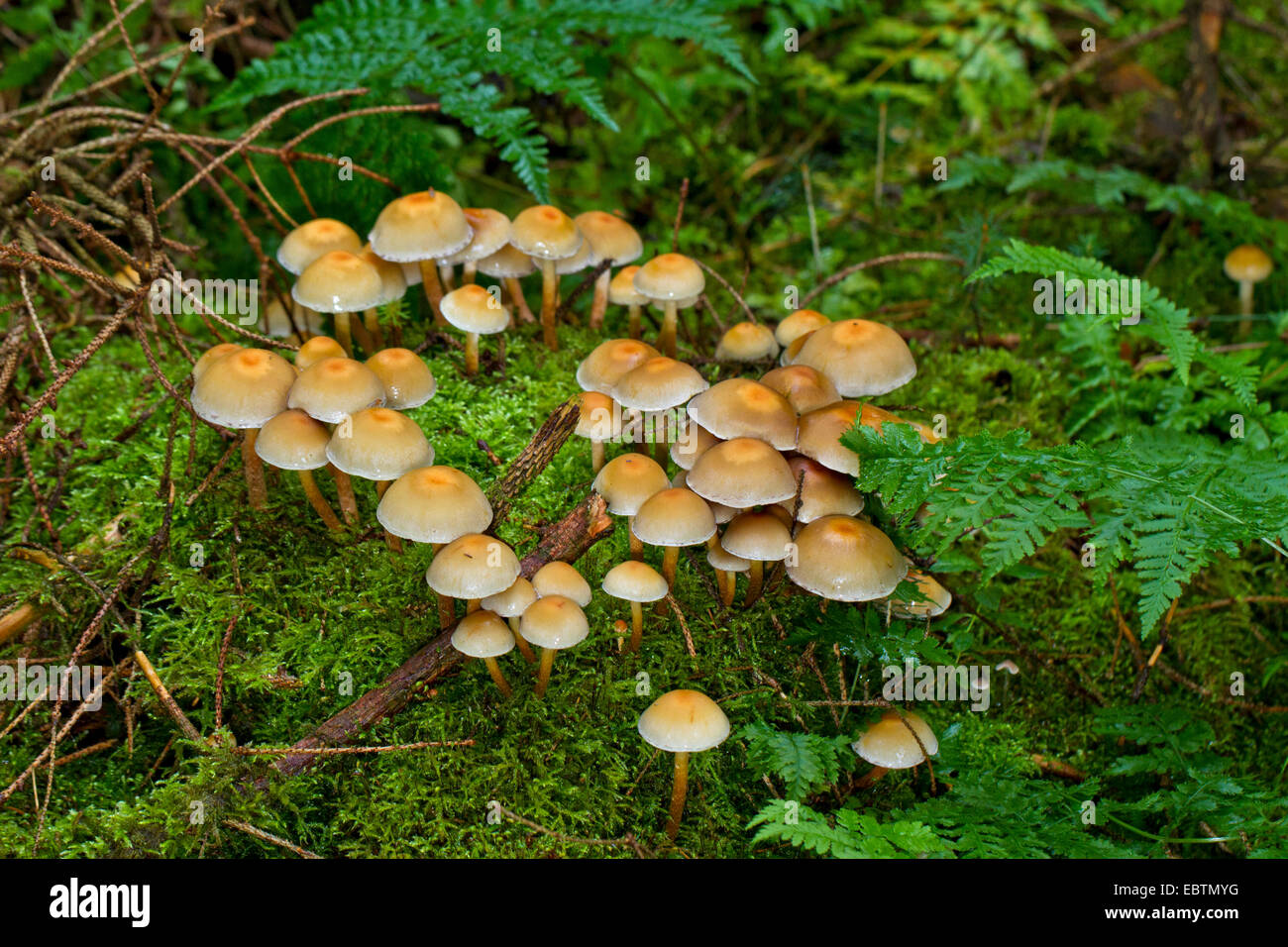 Conifer tuft (Hypholoma capnoides), several fruiting bodies on forest ...