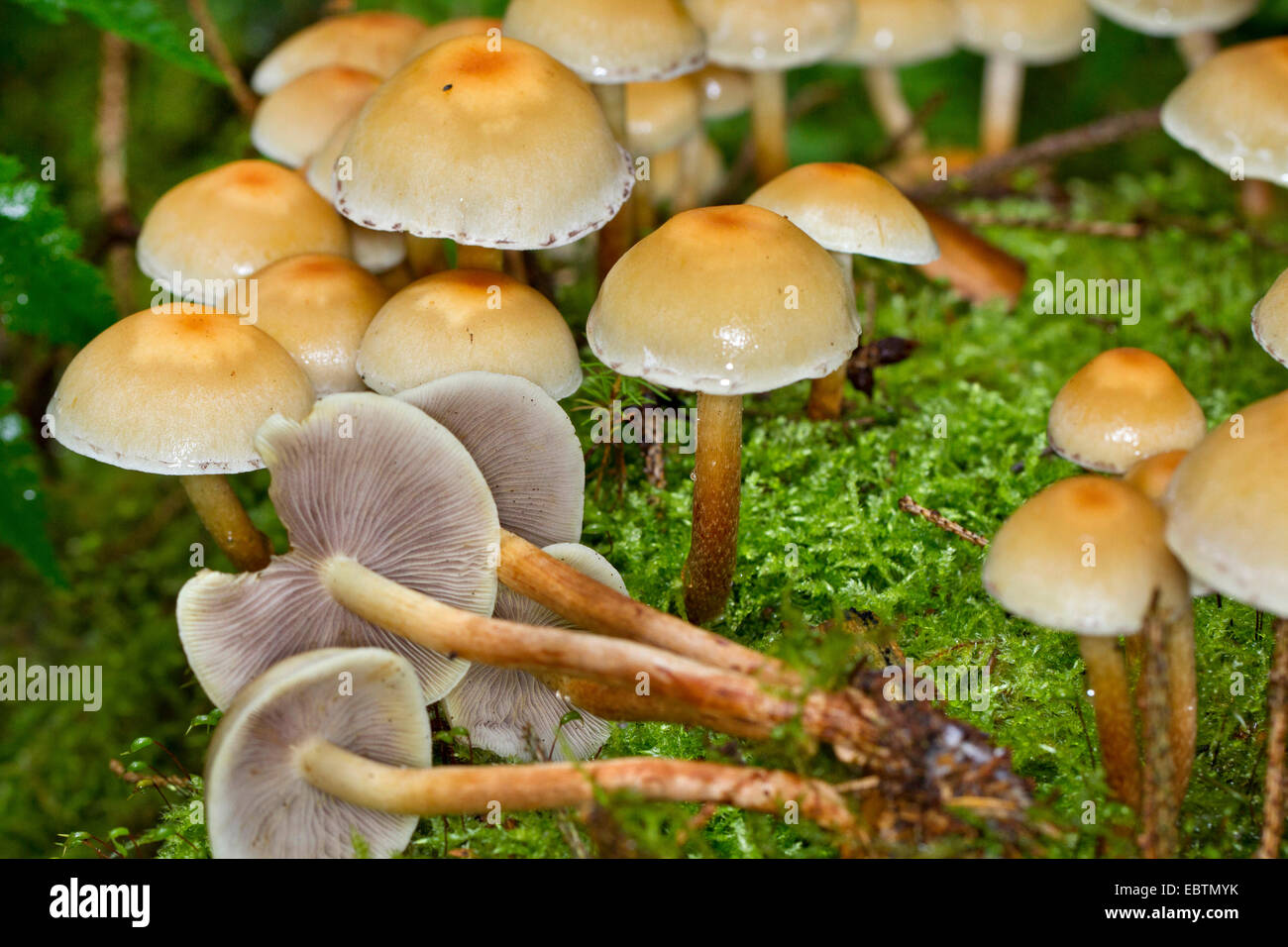 Conifer forest floor hi-res stock photography and images - Alamy