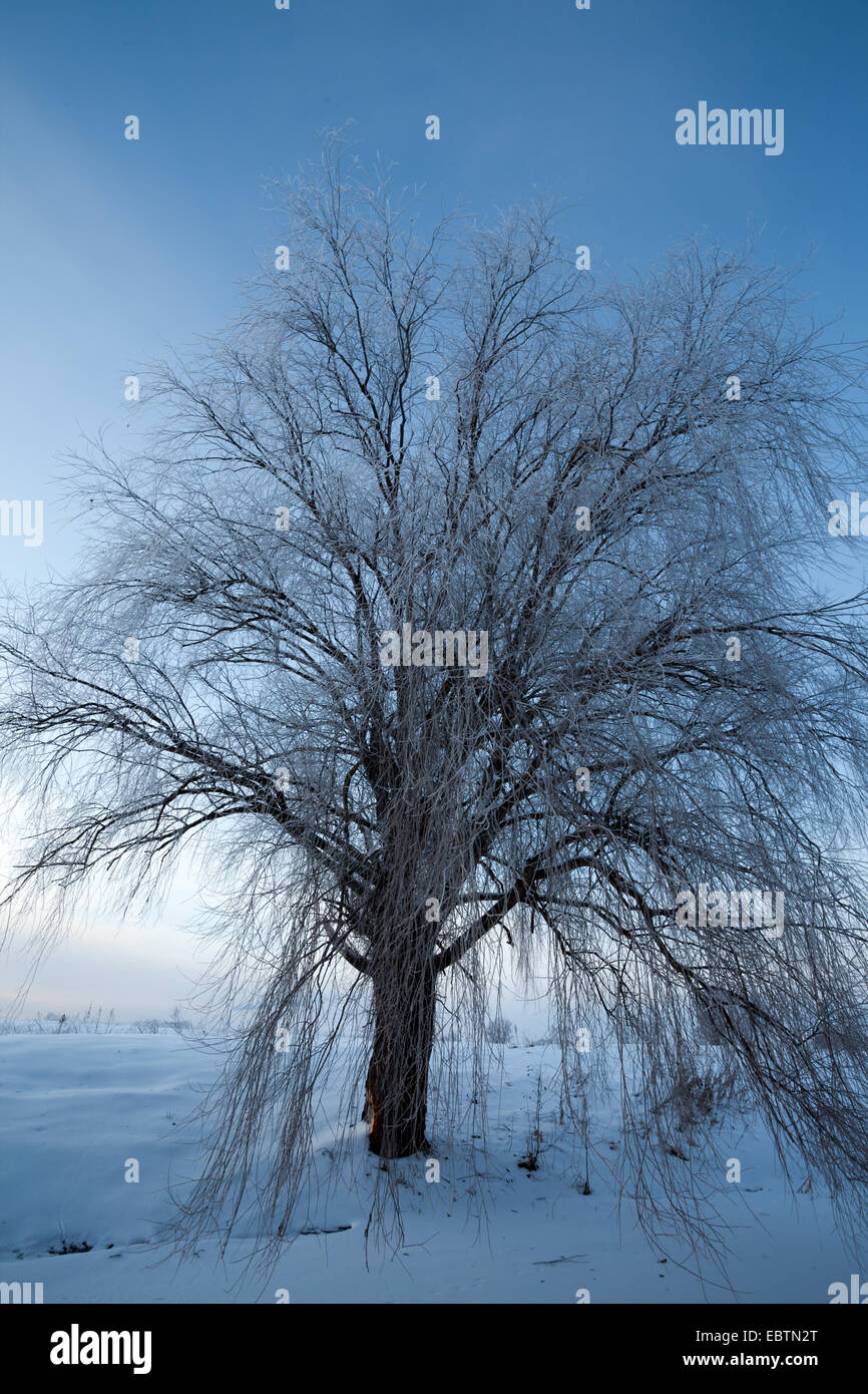 Winter landscape, dawn over the river, morning Stock Photo - Alamy