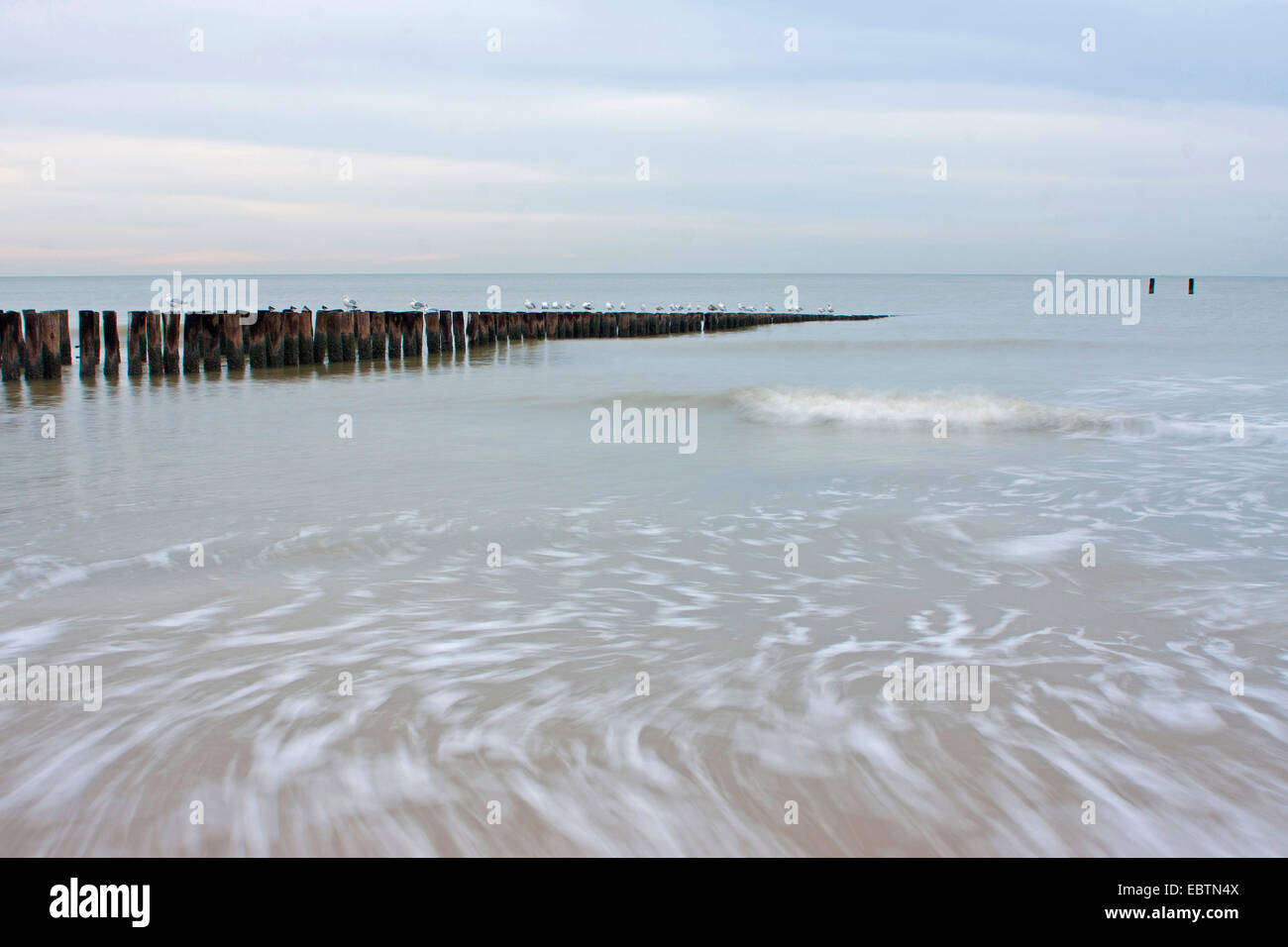 groyne at the coast, Netherlands, Zeeland, Middelburg Stock Photo - Alamy