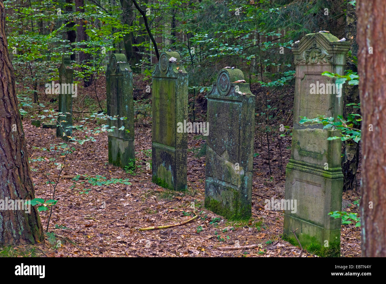 Old Forest In Headstone