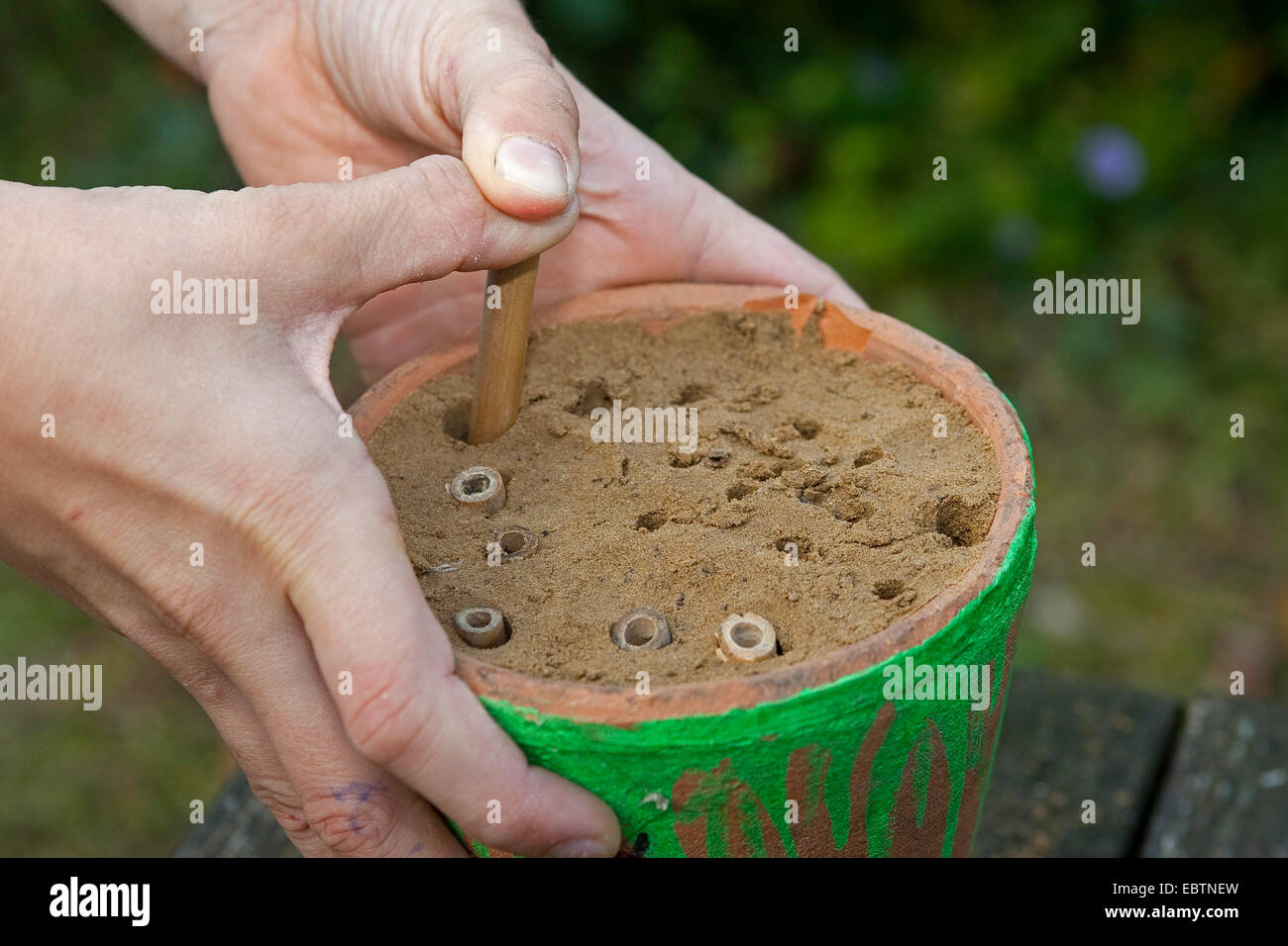 child building an insect breeding help, Germany, Europe, Germany Stock ...