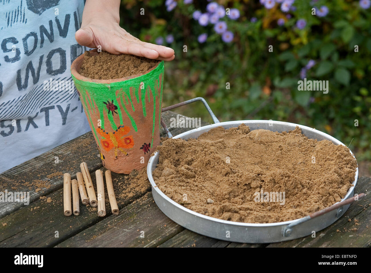 child is building an insect breeding help, Germany Stock Photo - Alamy