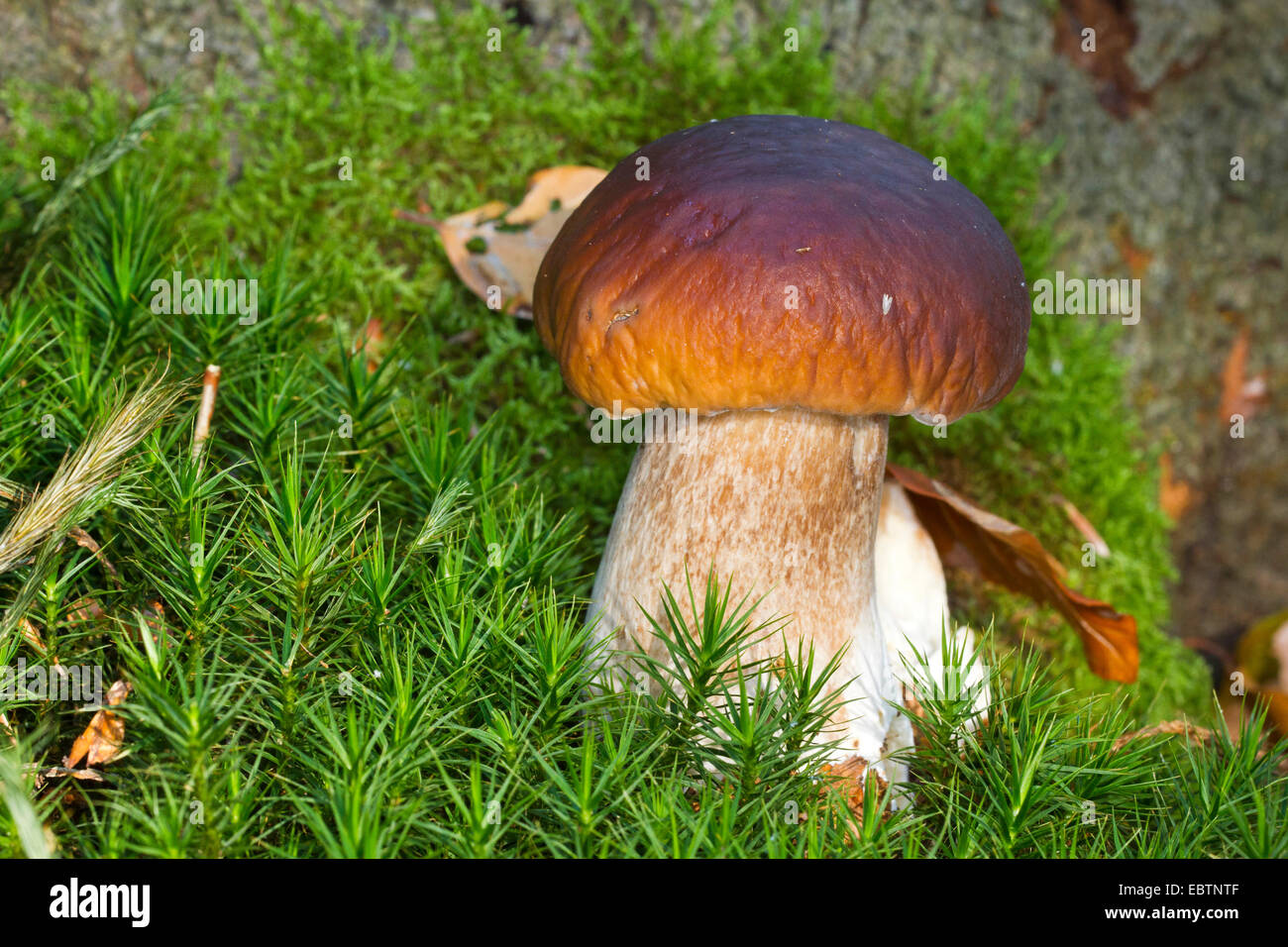 H edulis hi-res stock photography and images - Alamy