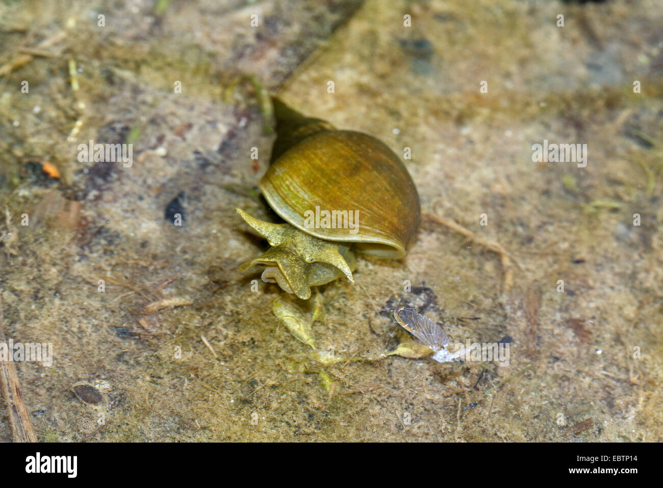 great pondsnail, swamp lymnaea (Lymnaea stagnalis), in shallow water ...