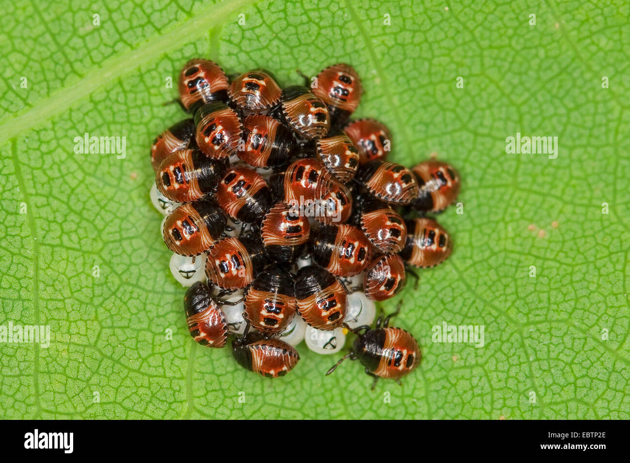Green shield bug, Common green shield bug (Palomena cf. prasina), just ...