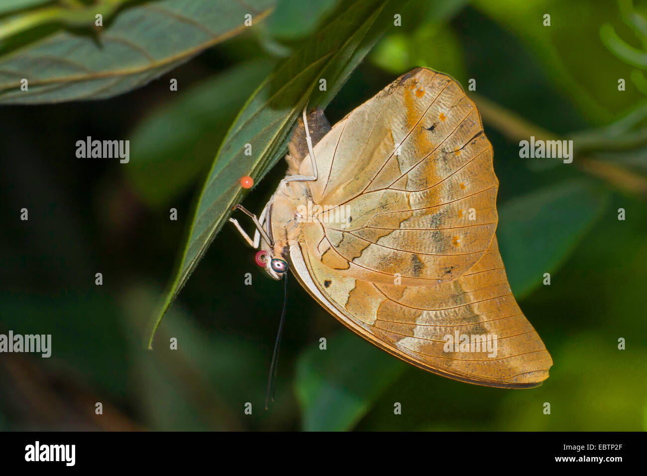 Banded King Shoemaker (Prepona demophon ), female laying eggs Stock ...
