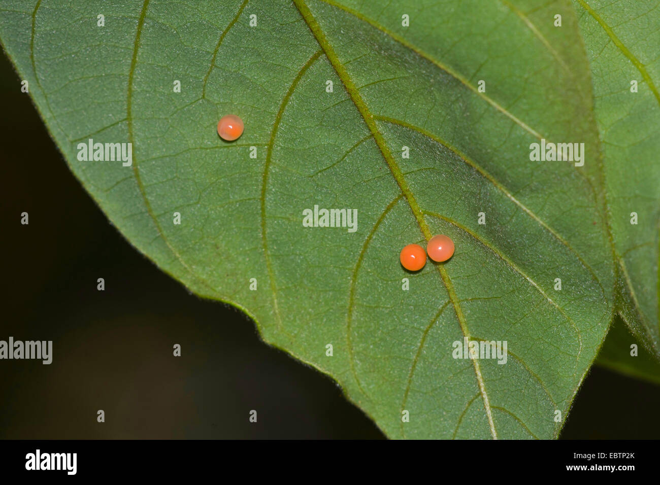 Prepona Butterfly High Resolution Stock Photography and Images - Alamy