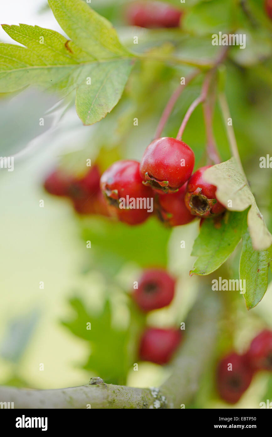 common hawthorn, singleseed hawthorn, English hawthorn (Crataegus ...