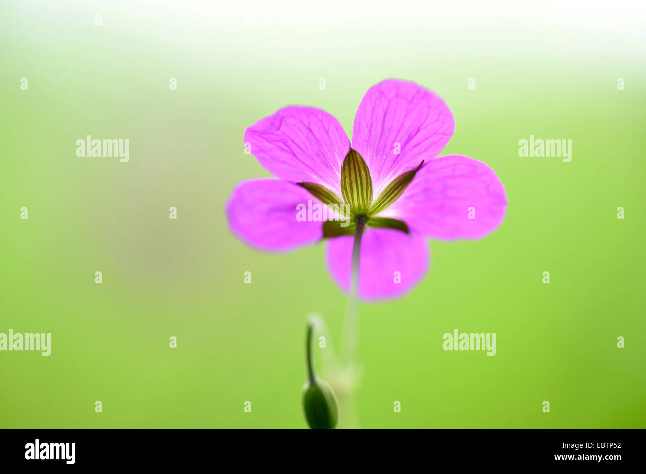 Wood cranesbill (Geranium sylvaticum), single flower seen from below ...