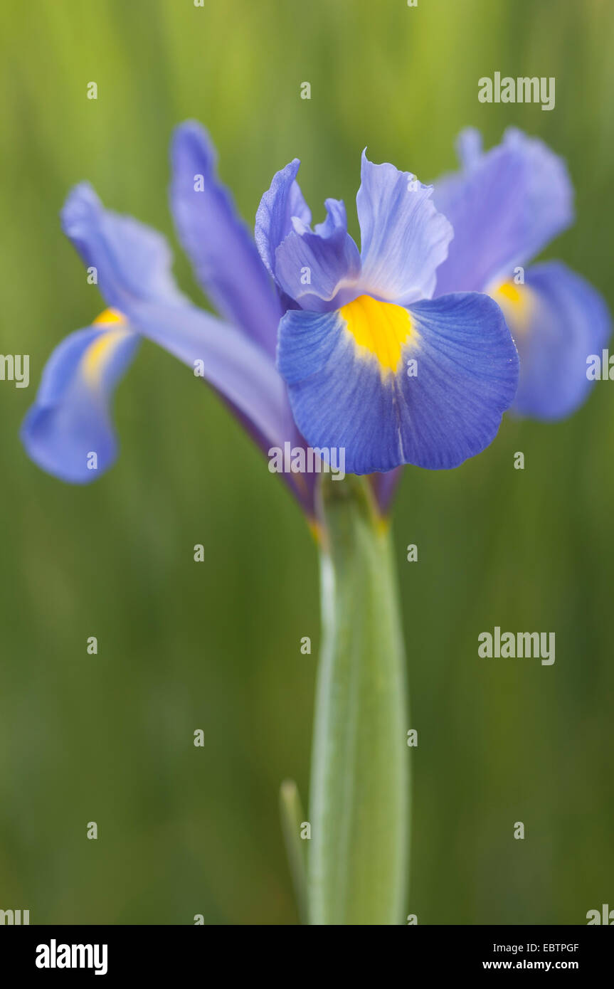 IRIS HOLLANDICA BLUE MAGIC Stock Photo - Alamy