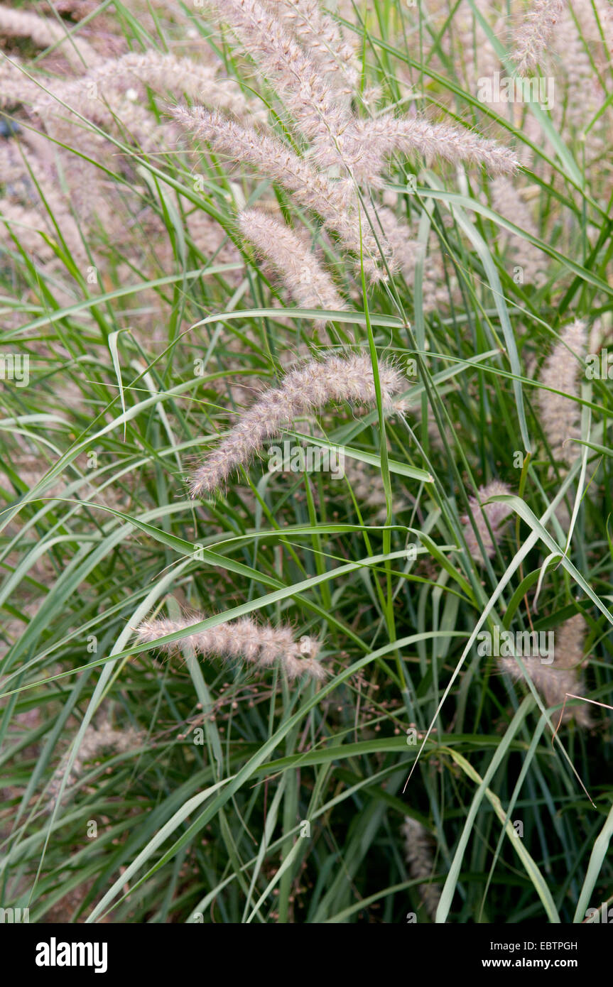 PENNISETUM ORIENTALE ROBUSTUM Stock Photo - Alamy