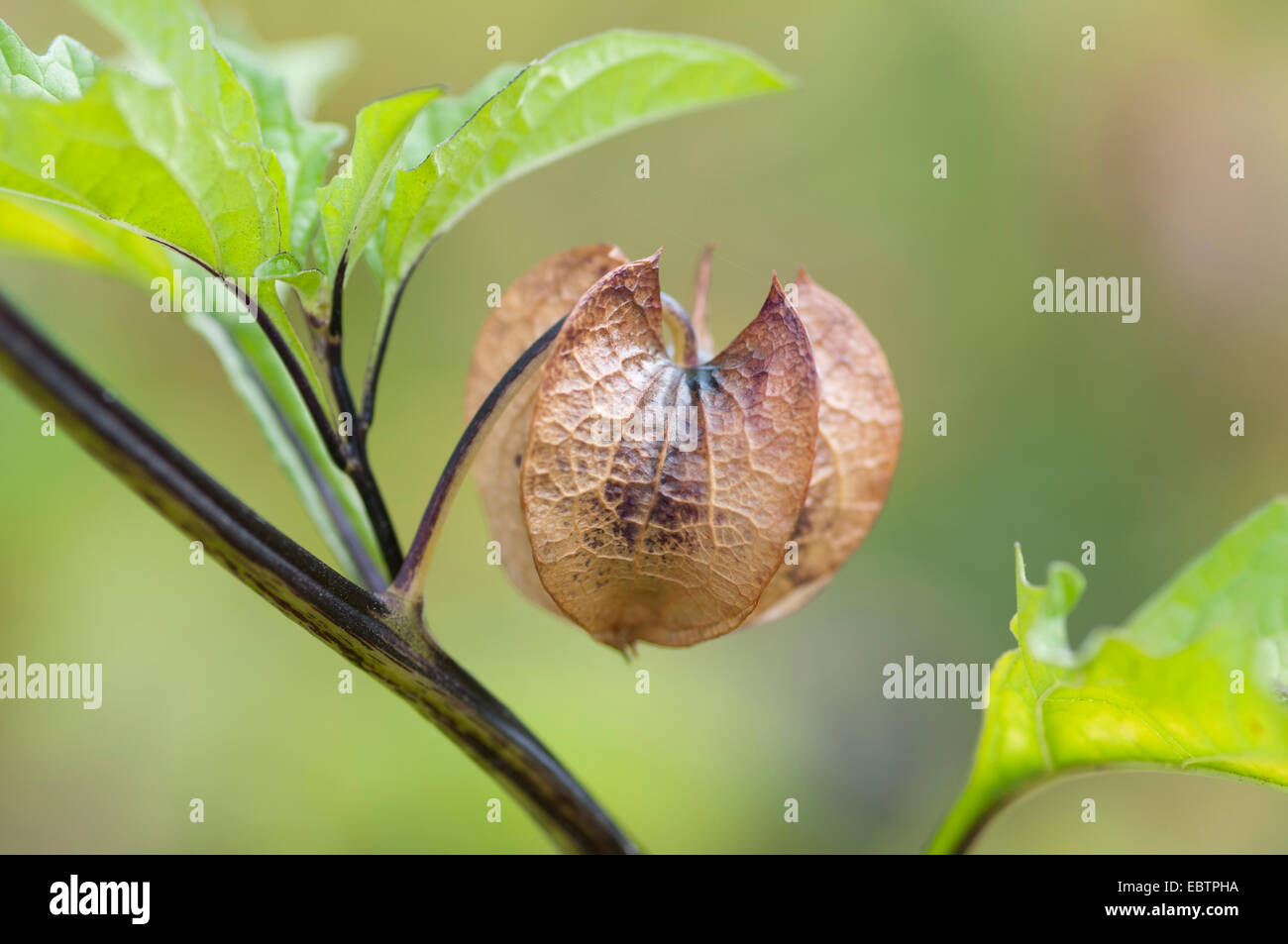 Nicandra physalodes hi-res stock photography and images - Alamy