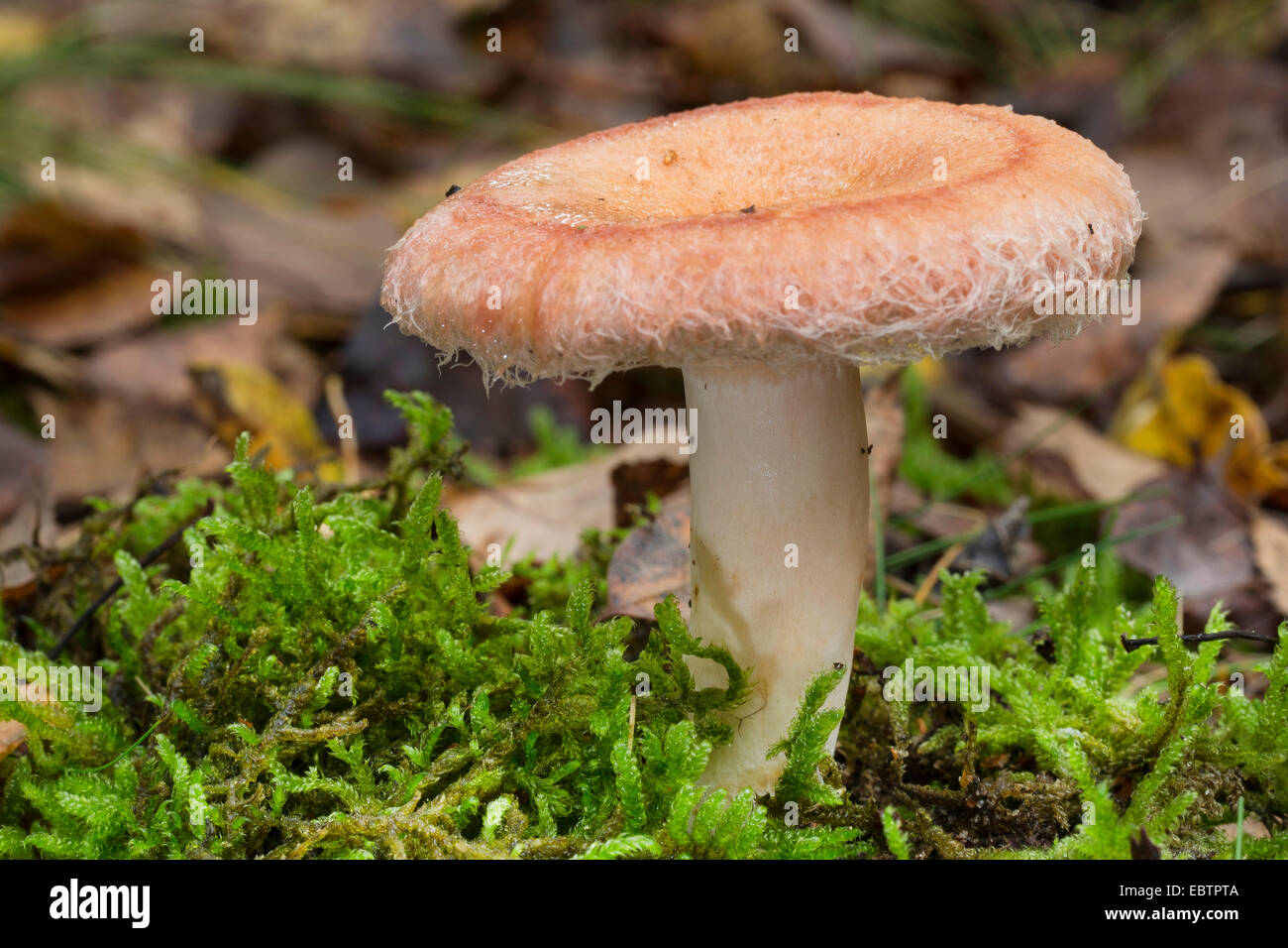 Woolly milkcap, Bearded milkcap (Lactarius torminosus), fungus in moss ...