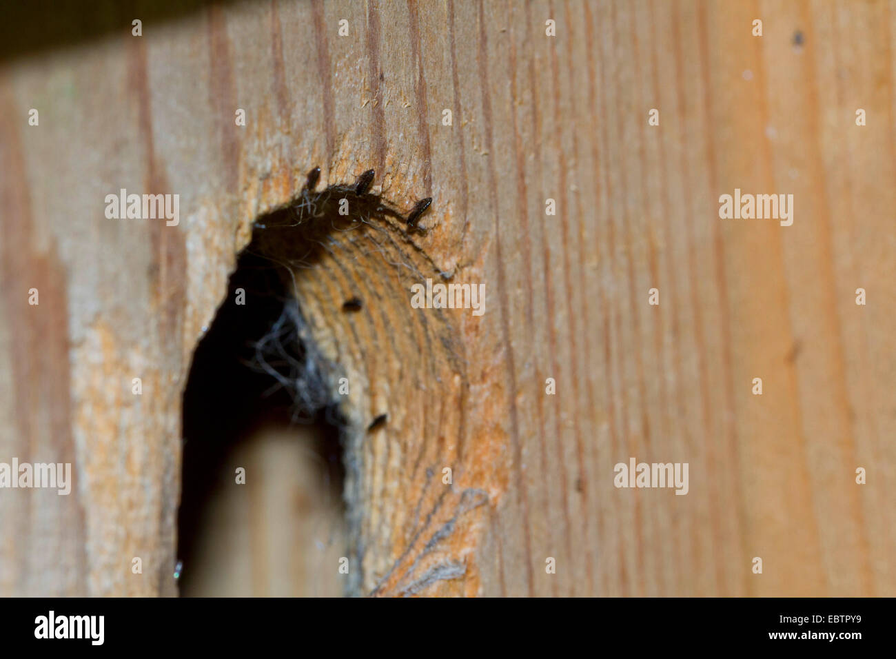 European chicken flea, common chicken flea, hen flea (Ceratophyllus ...