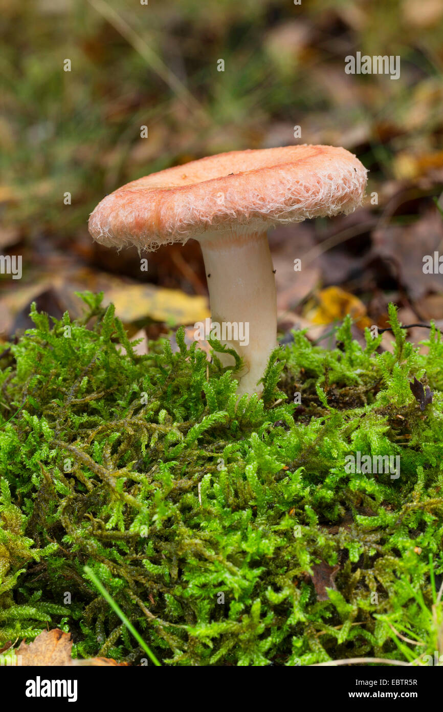 Woolly milkcap, Bearded milkcap (Lactarius torminosus), fungus in moss ...