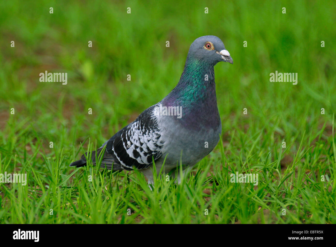 domestic pigeon (Columba livia f. domestica), Deaf on a grain field ...
