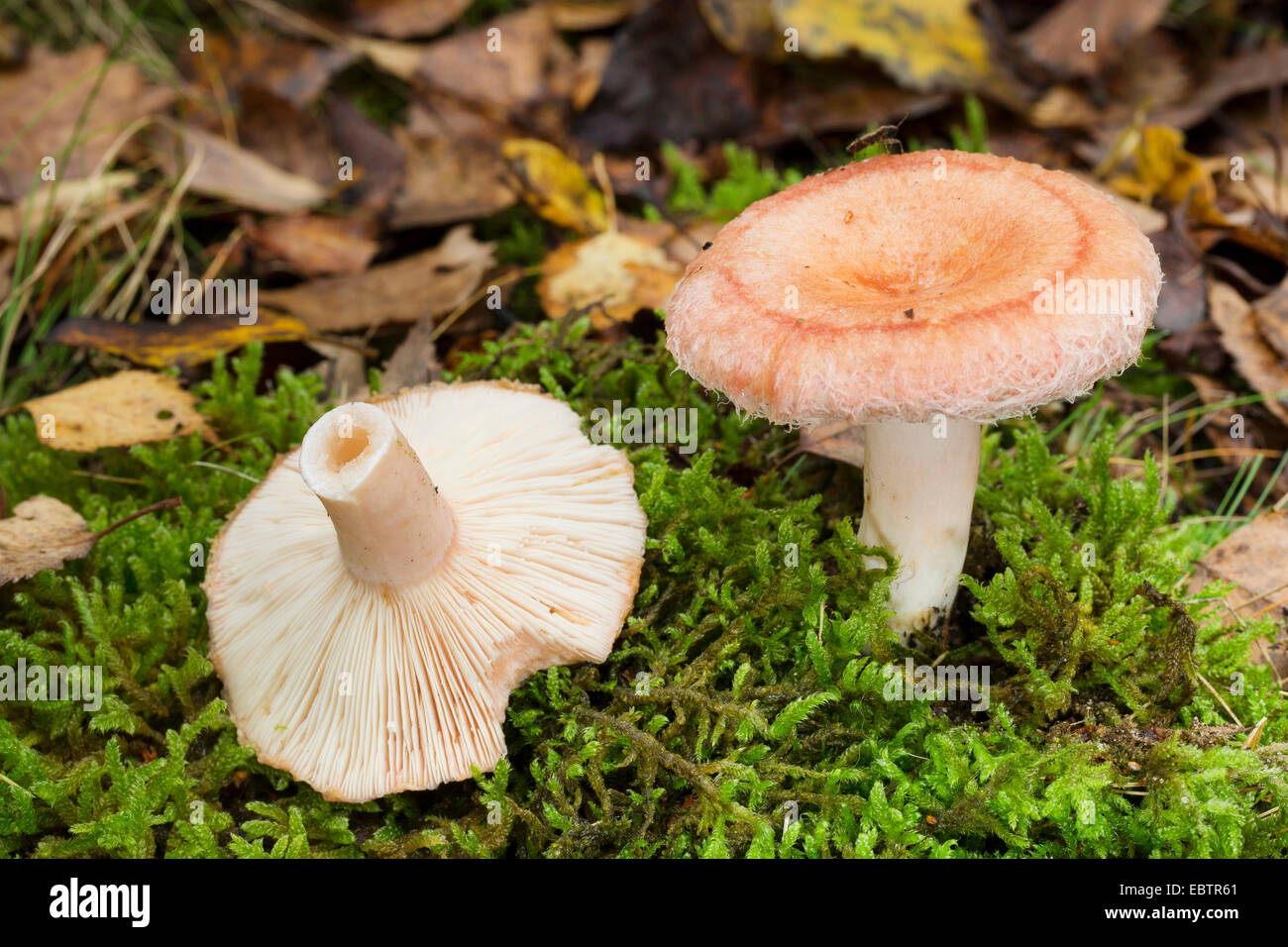 Woolly milkcap, Bearded milkcap (Lactarius torminosus), fungi in moss ...