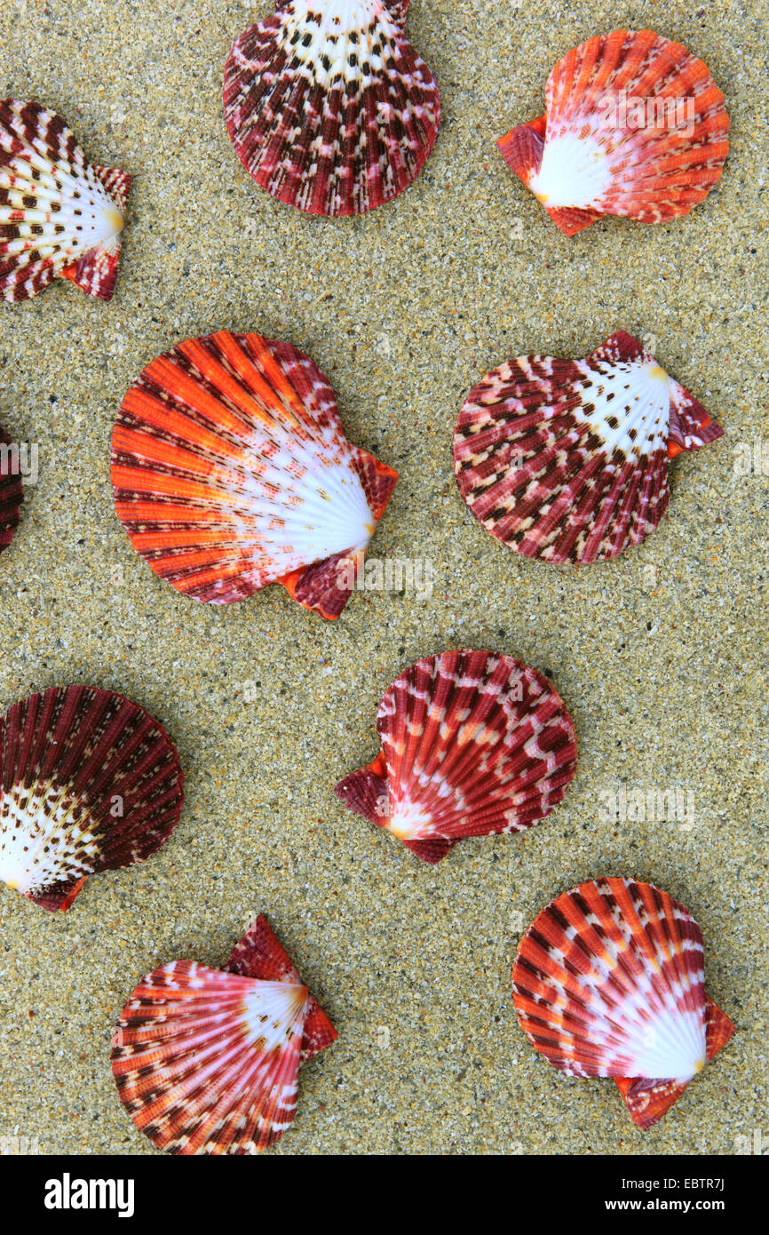 Cone snail pecten pallium shells hi-res stock photography and images ...