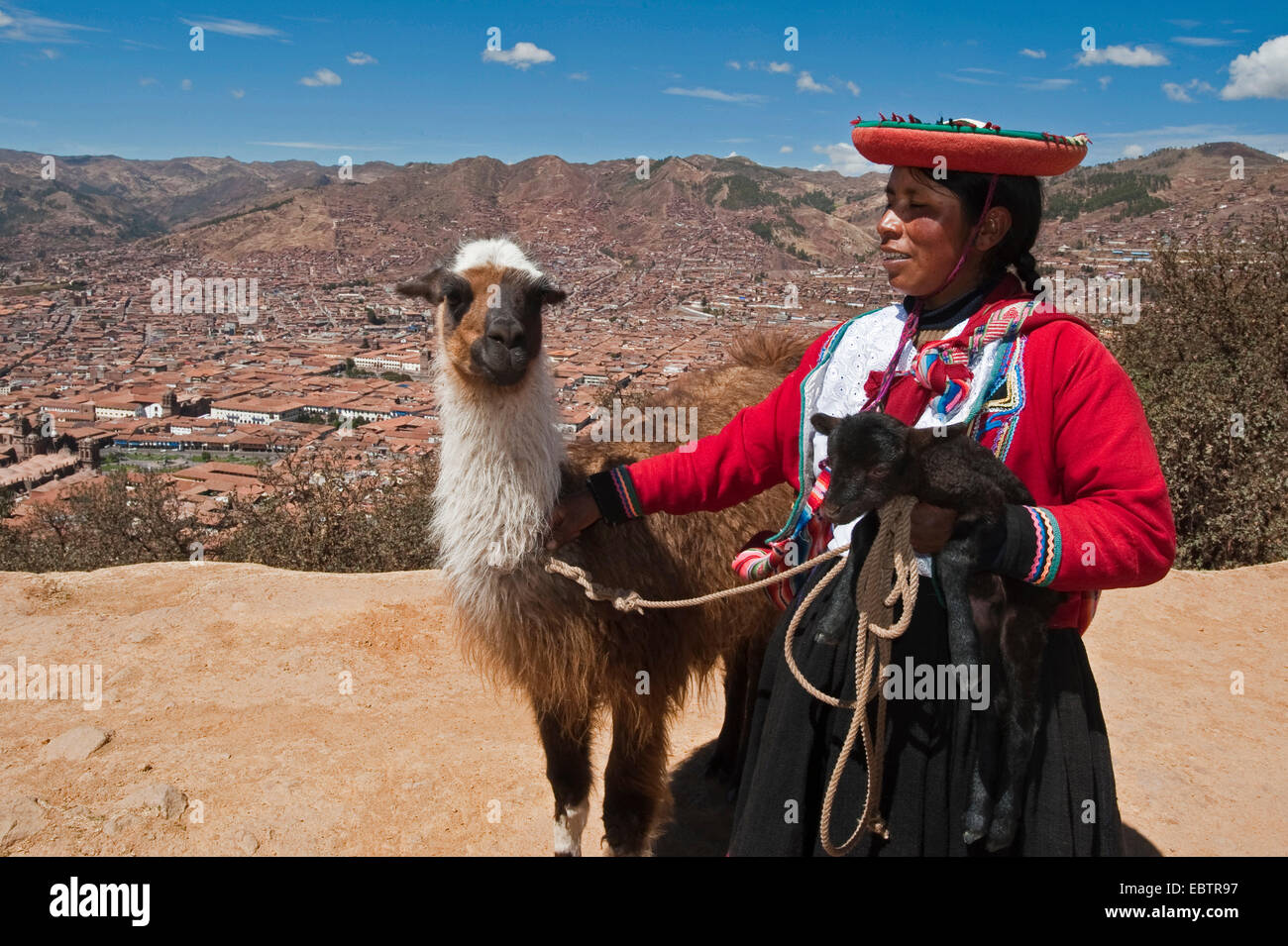 alpaca (Lama pacos), peruvian woman standing with her Alpacas in front ...