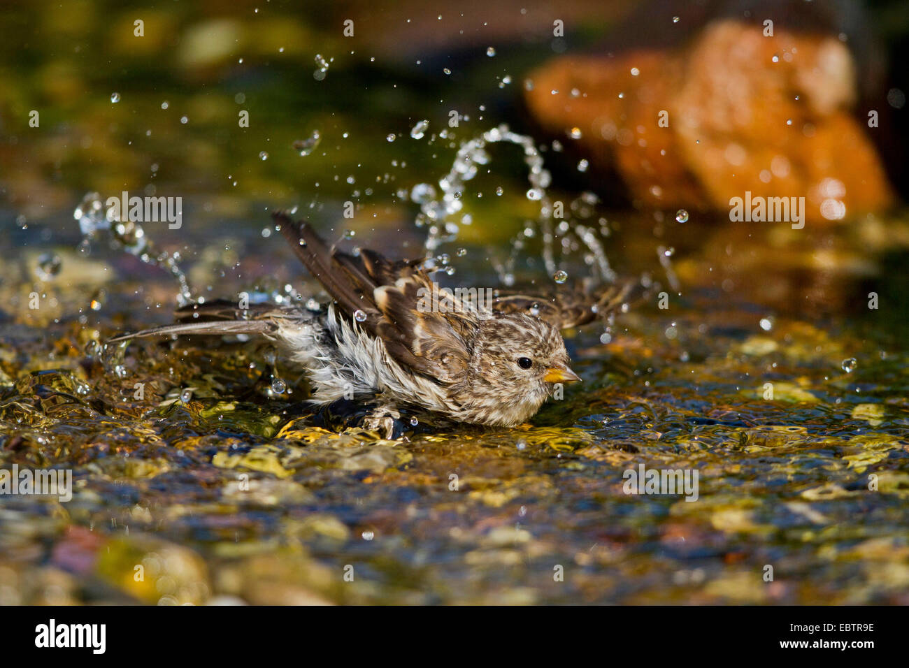 redpoll, common redpoll (Carduelis flammea, Acanthis flammea), young ...