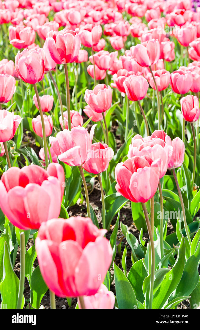 Tulips for Spring Stock Photo - Alamy