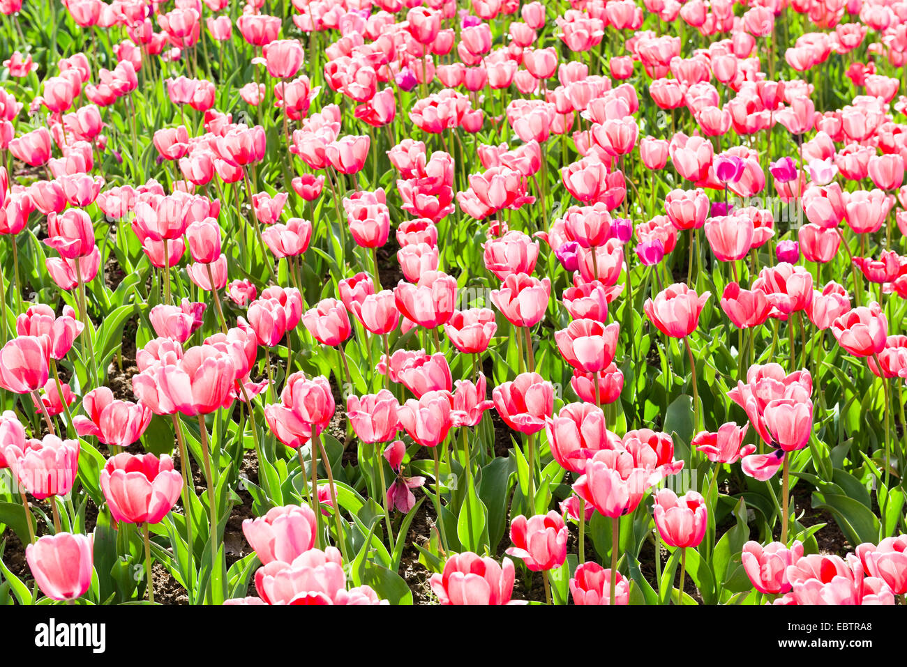 Tulips for Spring Stock Photo - Alamy