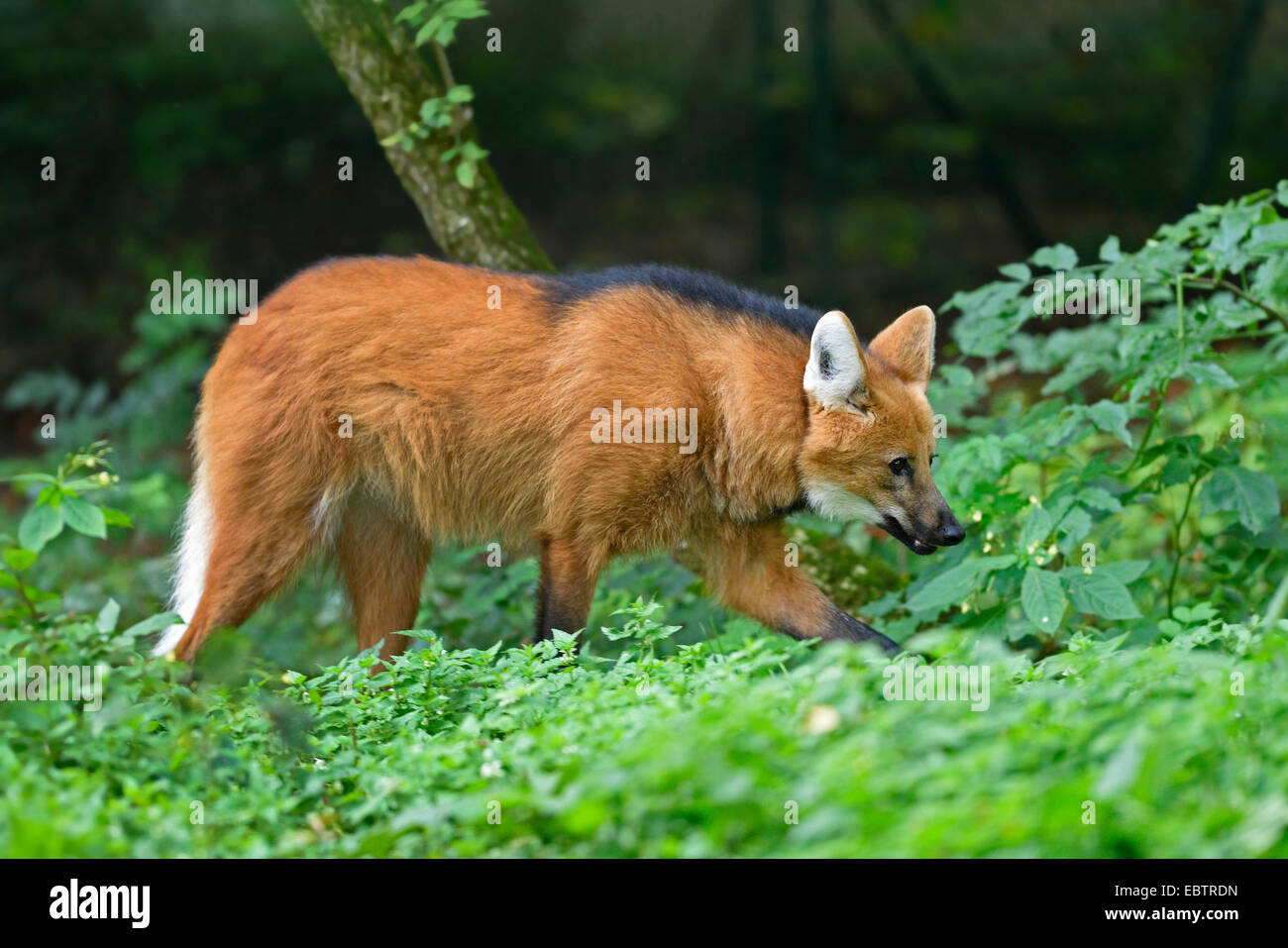 Predators in nature hi-res stock photography and images - Alamy